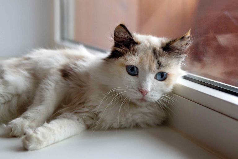 This cat is going viral for her extremely rare coat pattern—meet the ...