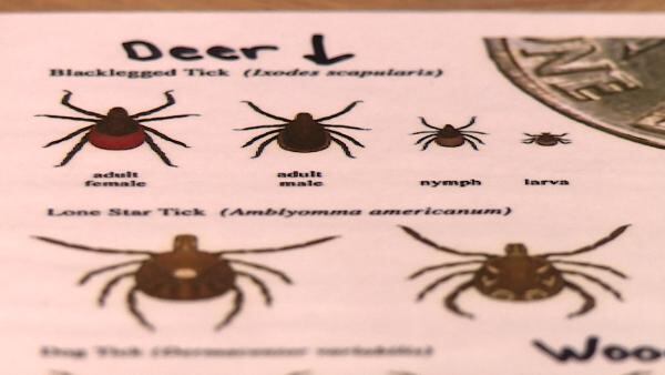 DHS: Monitoring continues to show high levels of tick activity statewide