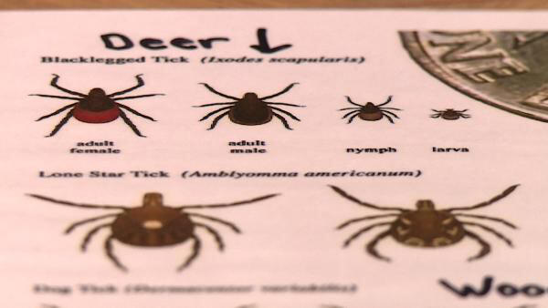 DHS: Monitoring continues to show high levels of tick activity statewide