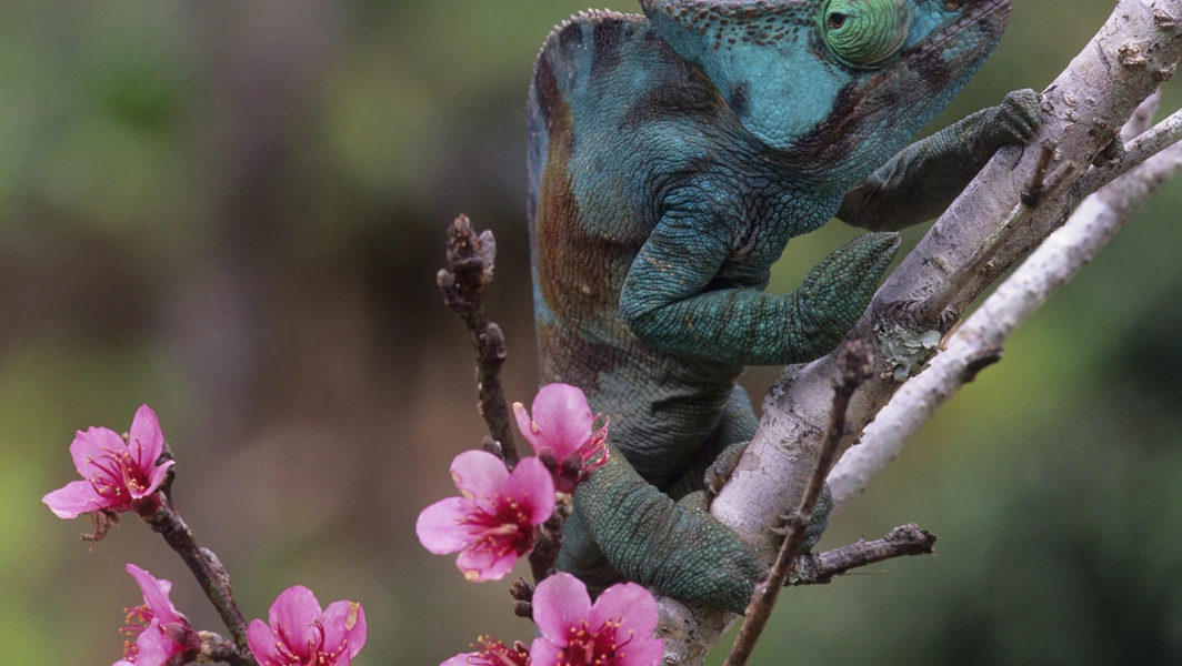 Chameleons are more than colour shifters