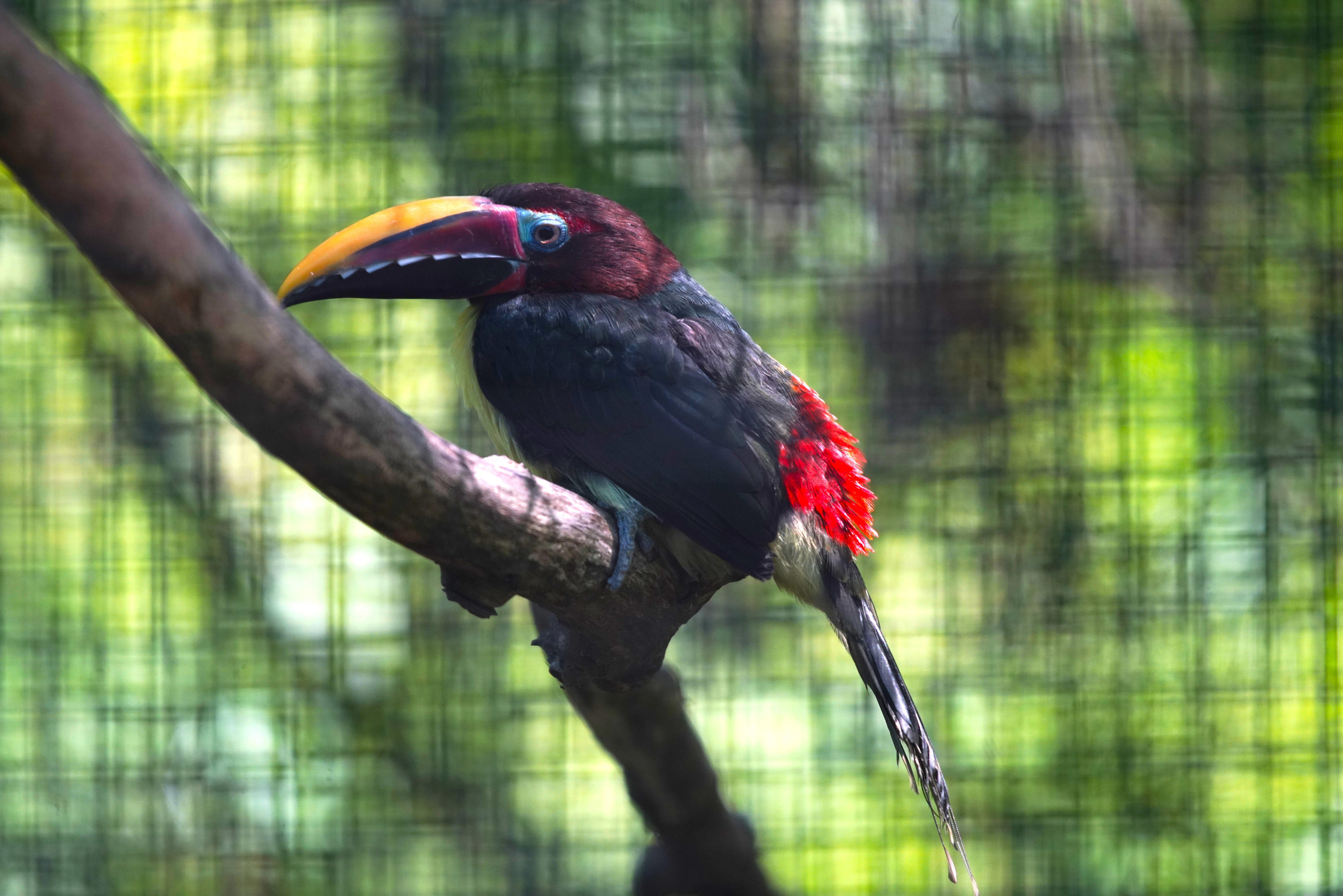 Meet the new exotic birds at Bergen County Zoo