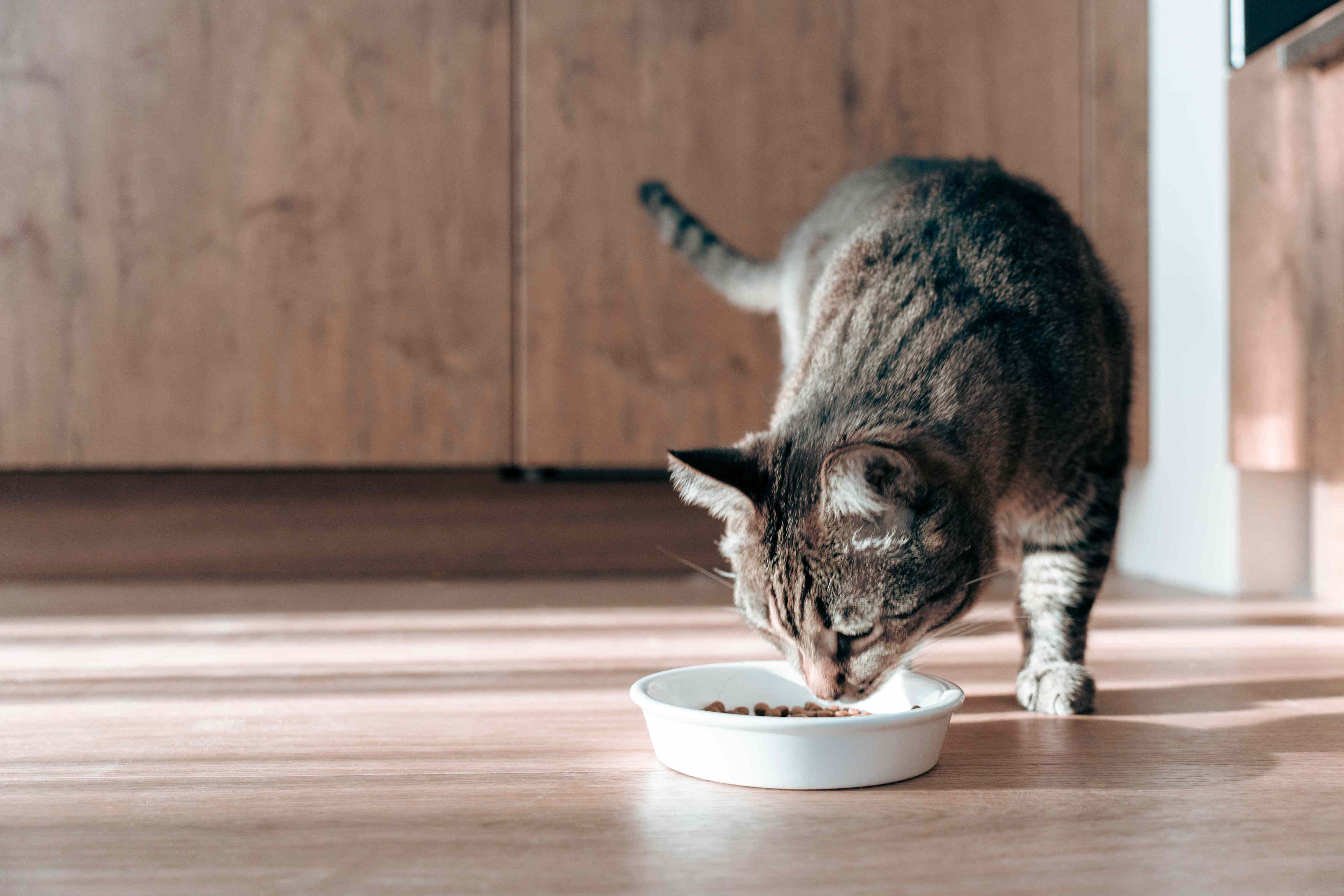 Check your pet food: More products recalled due to risk of serious illness