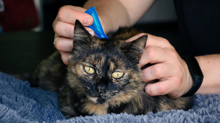 Vets advise ban on over-the-counter flea treatment for pets