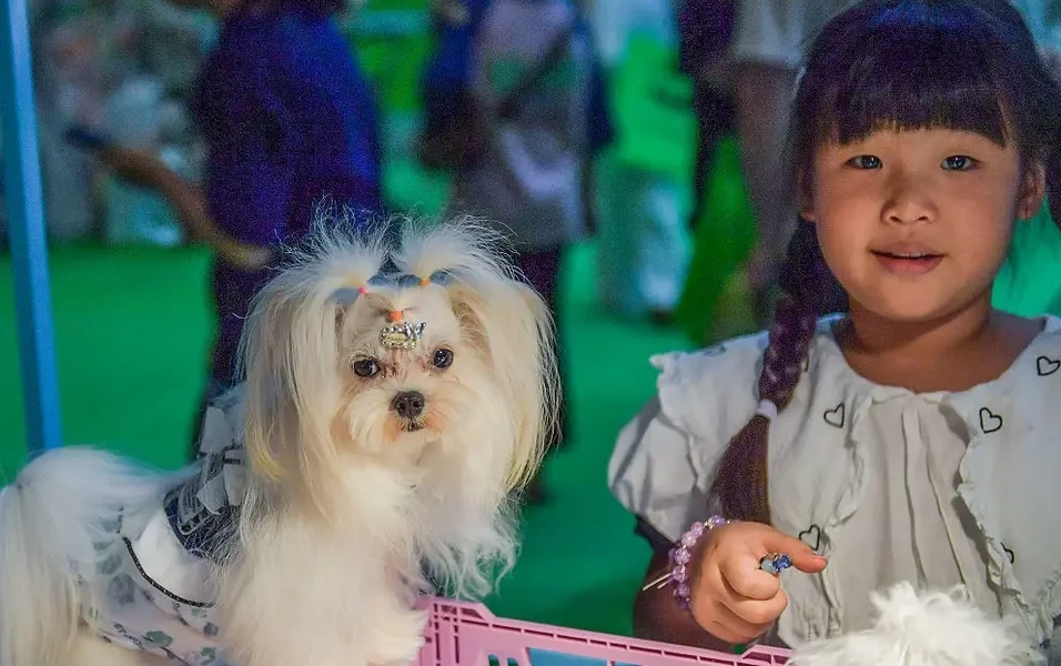 Why Maltese dogs steal so many hearts