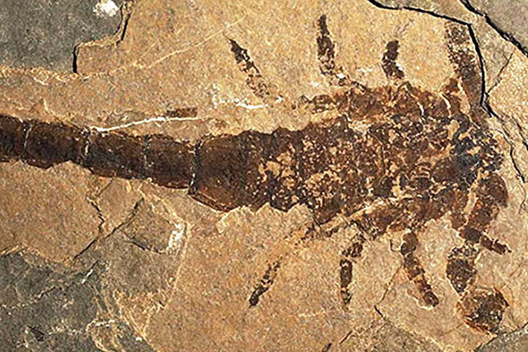 Scientists thought giant fossils belonged to a prehistoric crustacean ...