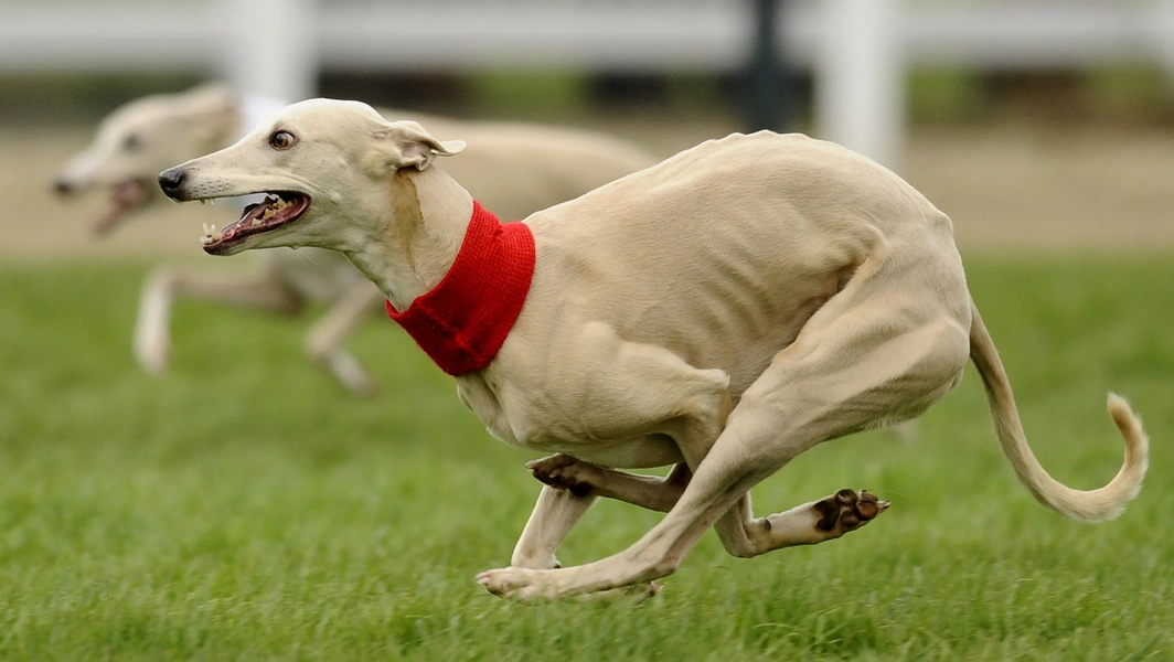 Why whippets steal hearts and couches everywhere