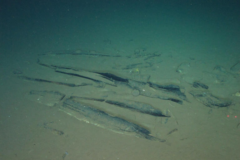 Deepest whale graveyard brimming with life discovered in Indian Ocean