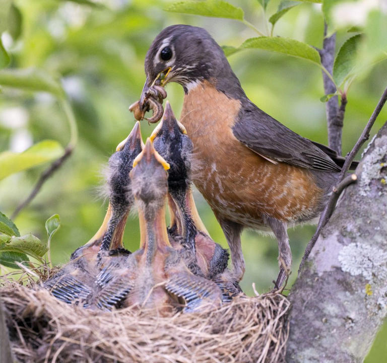 What to do if you find a baby bird on the ground, according to wildlife ...