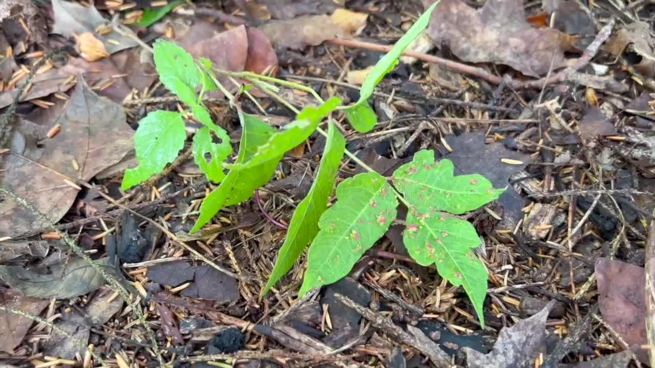 Experts share how to identify poison ivy and other toxic plants in ...