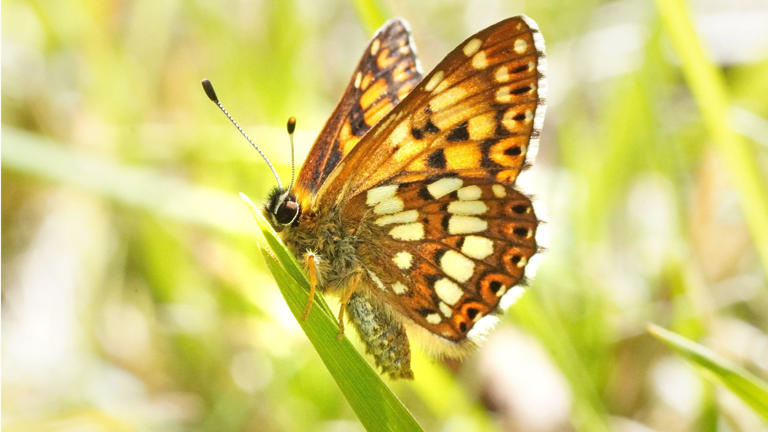 Rare butterfly population increases by 9000%