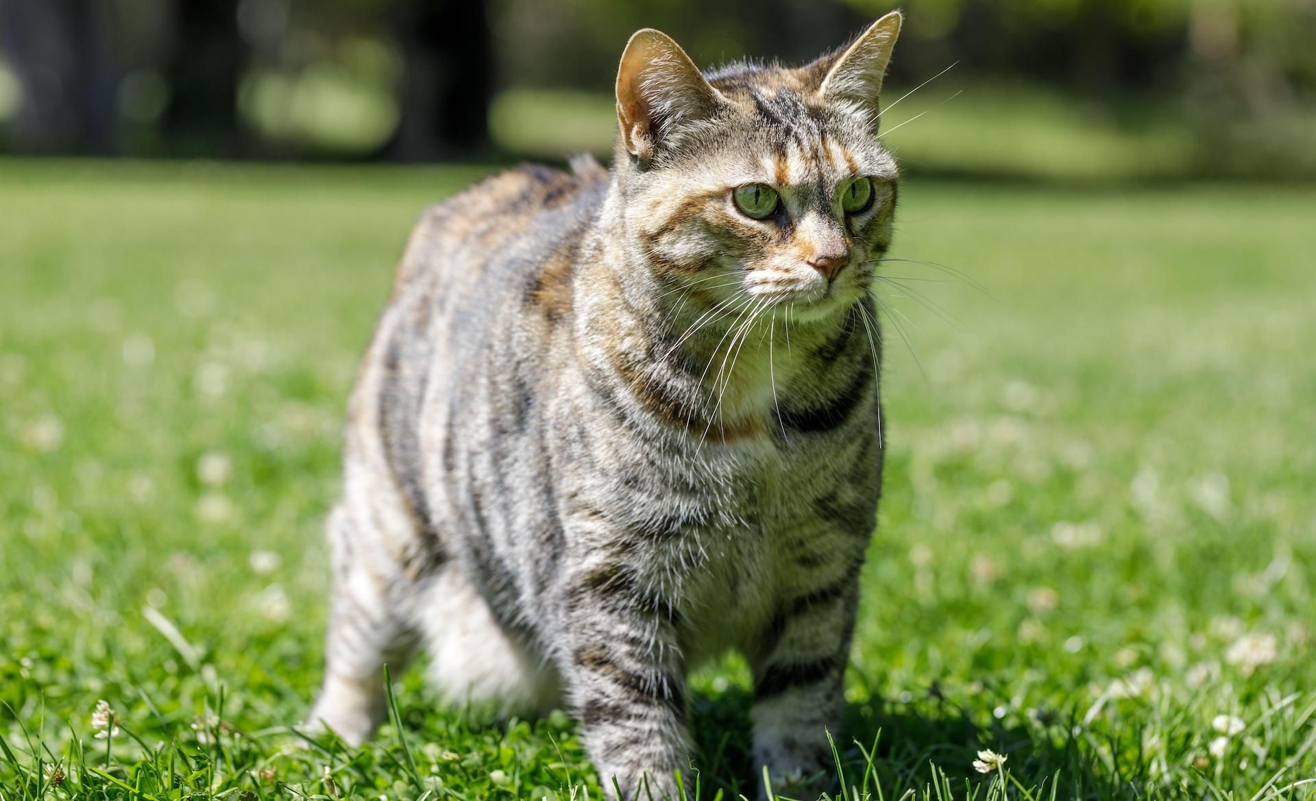 Cat breeds that act like dogs