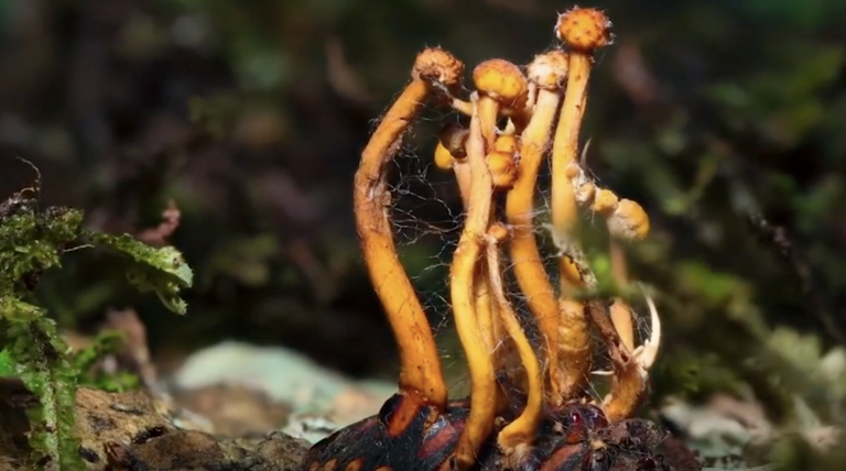 Scientists discovered a mysterious zombie fungus that mind controls insects