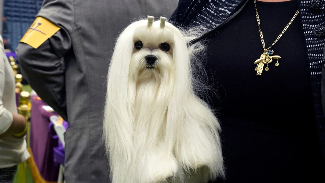 Why Maltese dogs steal so many hearts