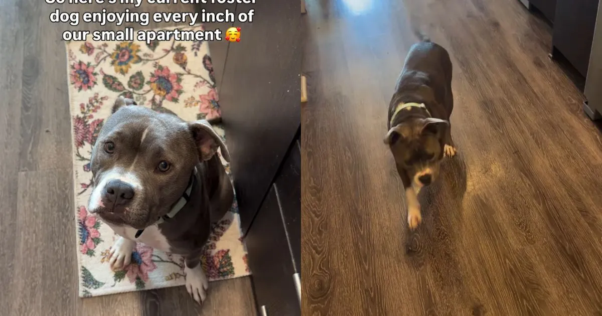 Shelter Dog Realizes Even a ‘Small' Foster Home Can Be Big Enough ...