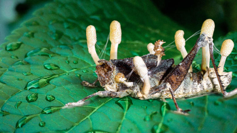 Scientists discovered a mysterious zombie fungus that mind controls insects