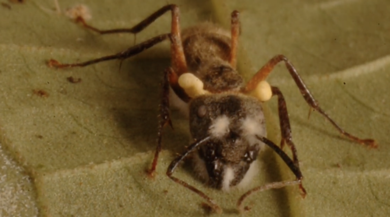 Scientists discovered a mysterious zombie fungus that mind controls insects