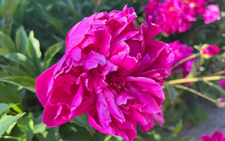 Peony secrets every gardener should know