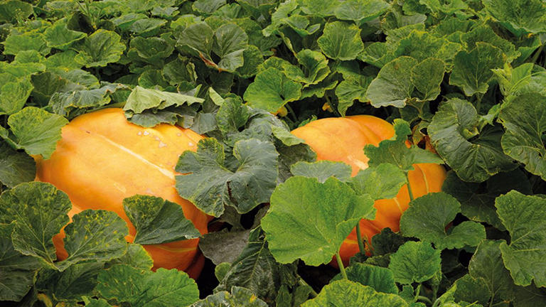 This simple trick helps with watering pumpkins in hot weather - see how ...