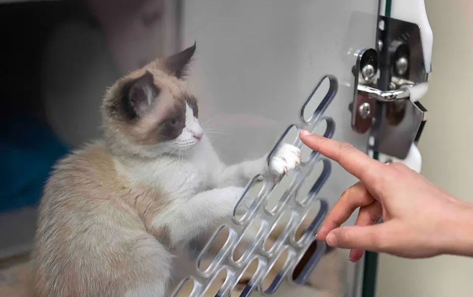 Volunteers boost shelter animal welfare with creative outings