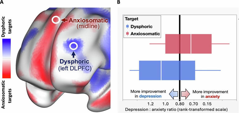 Brain gives up secrets in research targeting mental illness