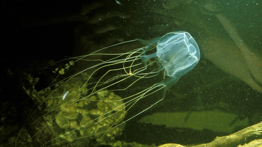 13 most dangerous animals on Earth