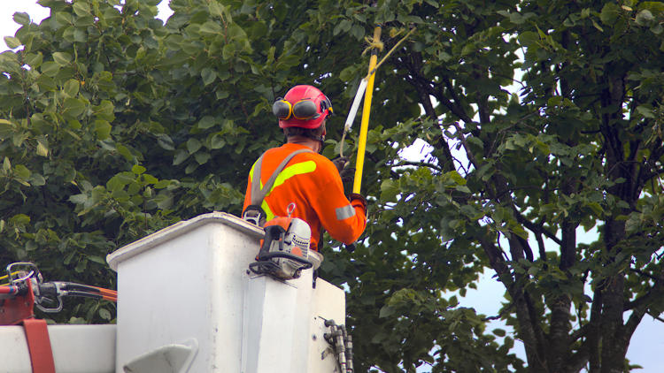 Ordinance to curb aggressive tree trimming in Jefferson Parish set for ...