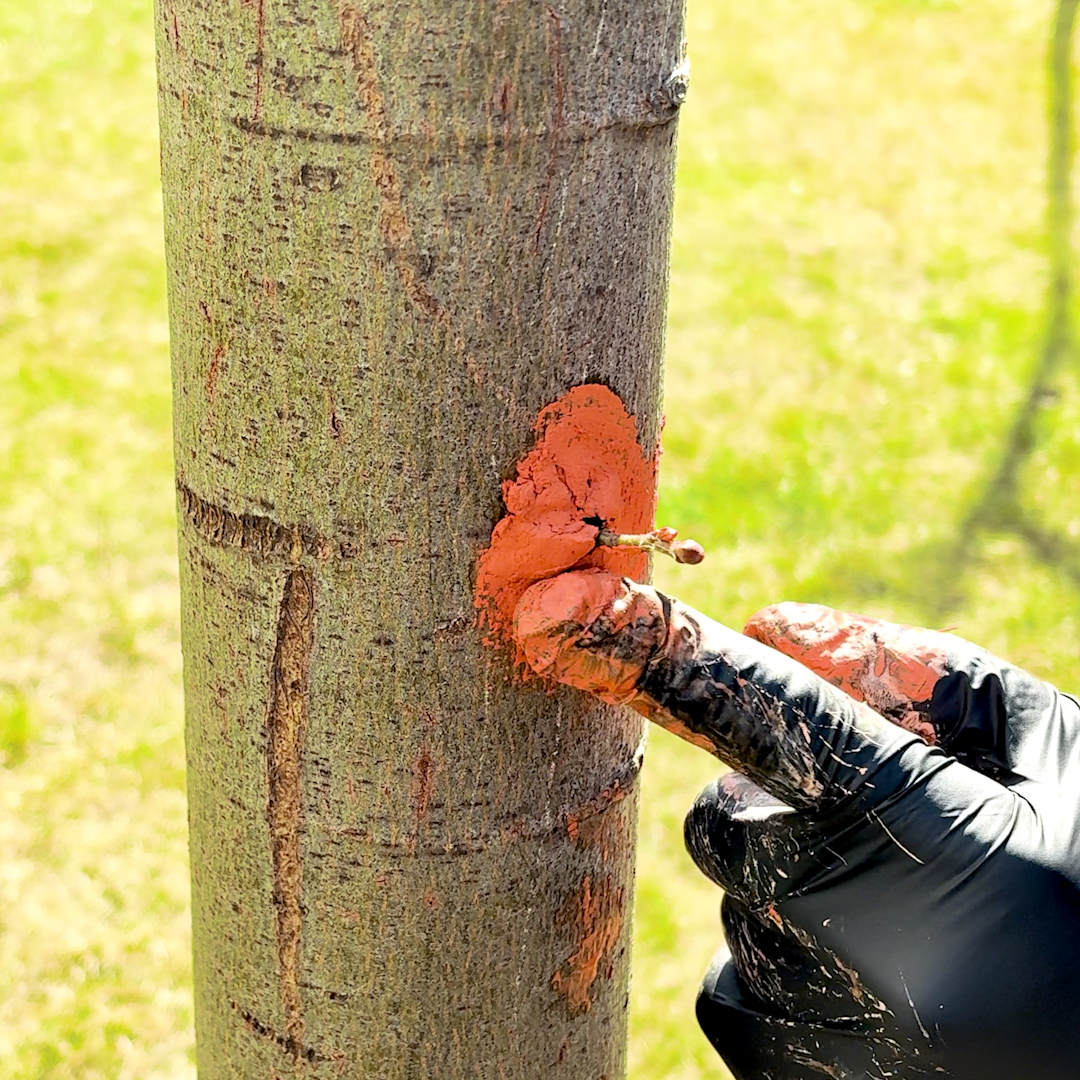 A secret technique for perfect grafting 🌿