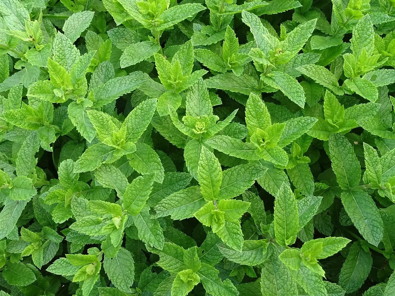 The dangerous mistake most gardeners make when planting mint
