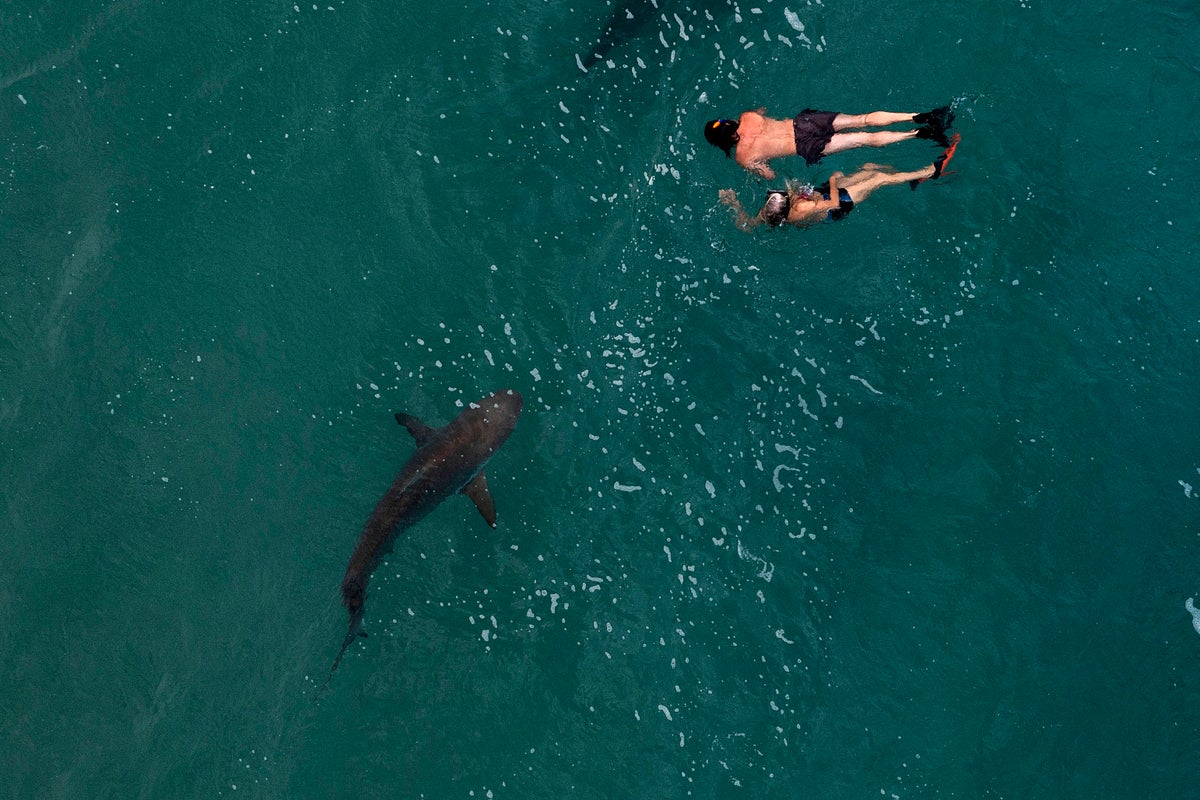 Navy employee fighting for his life after shark attack, report says