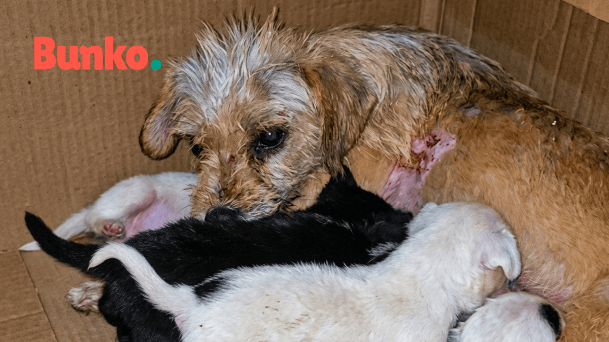 Muñeca: la perrita que salvó a sus cachorros cuando estaba a punto de ...