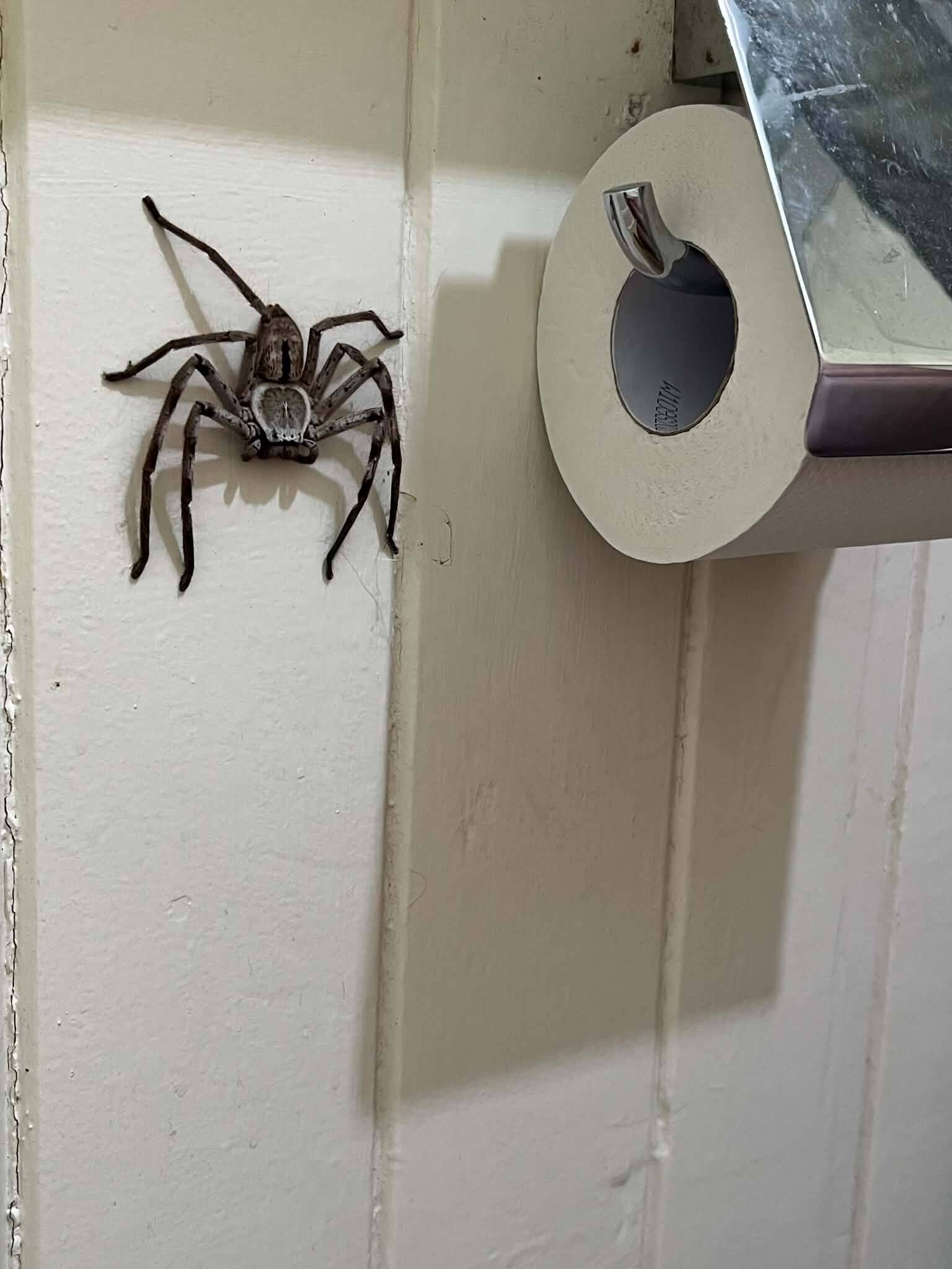 Man walks into bathroom and finds spider as big as a toilet paper roll