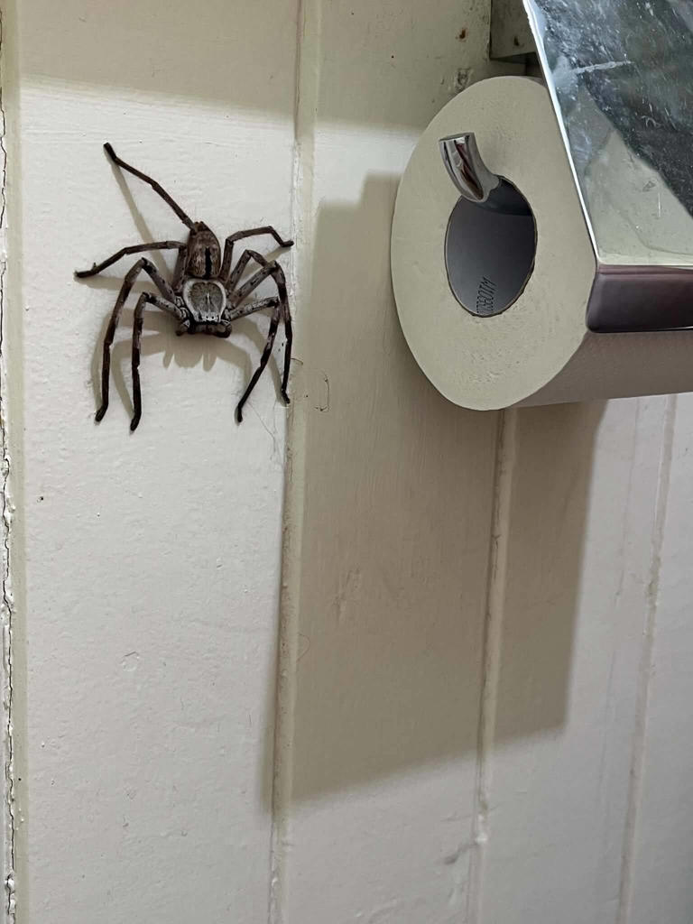 Man walks into bathroom and finds spider as big as a toilet paper roll