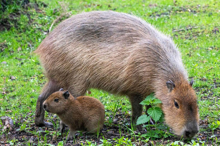 Scotland’s first baby capybara in 18 years finally has a name, and fans ...