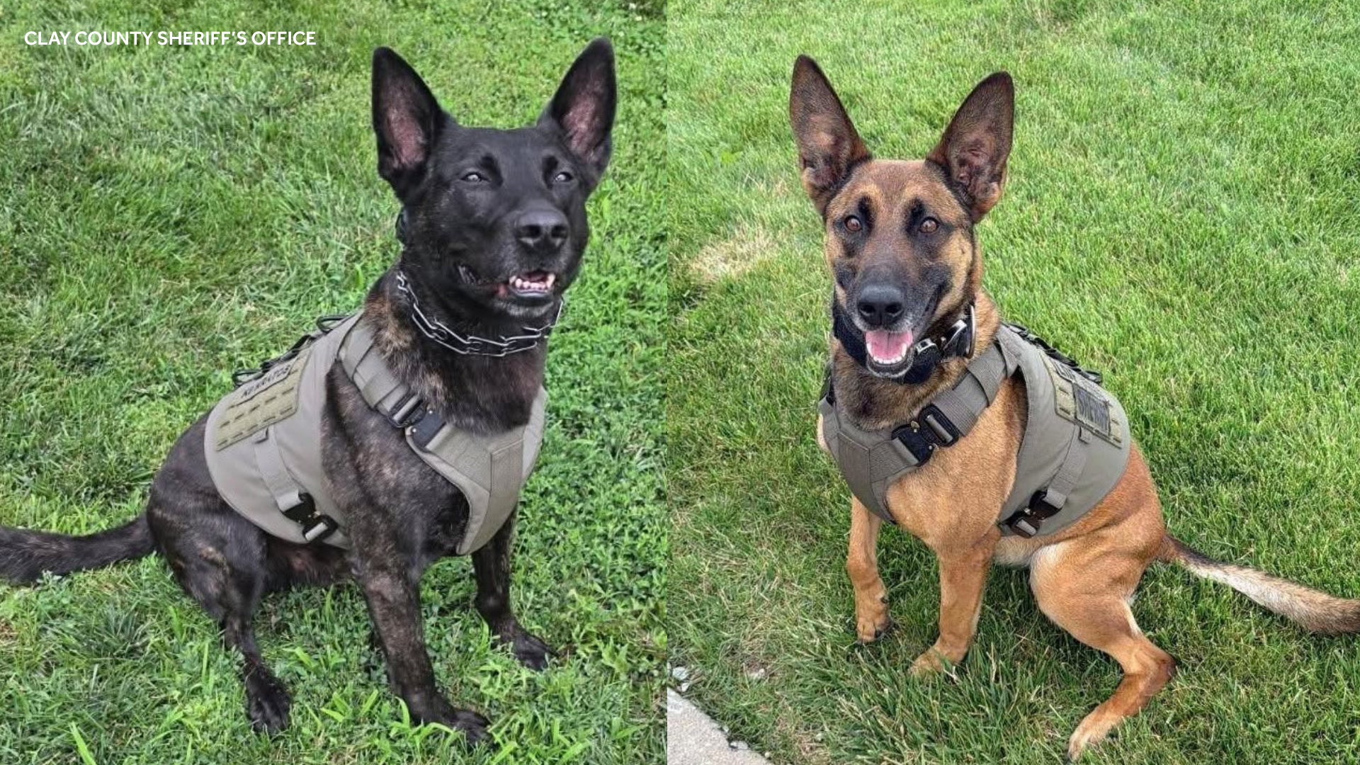 Clay County K-9s get new bullet-resistant, stab-resistant vests
