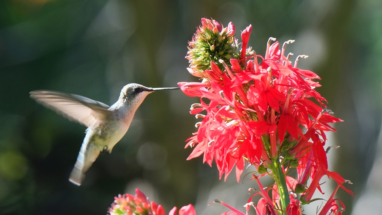 12 plants that hummingbirds love