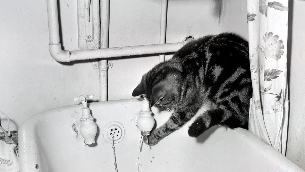 18 curious places cats love to be
