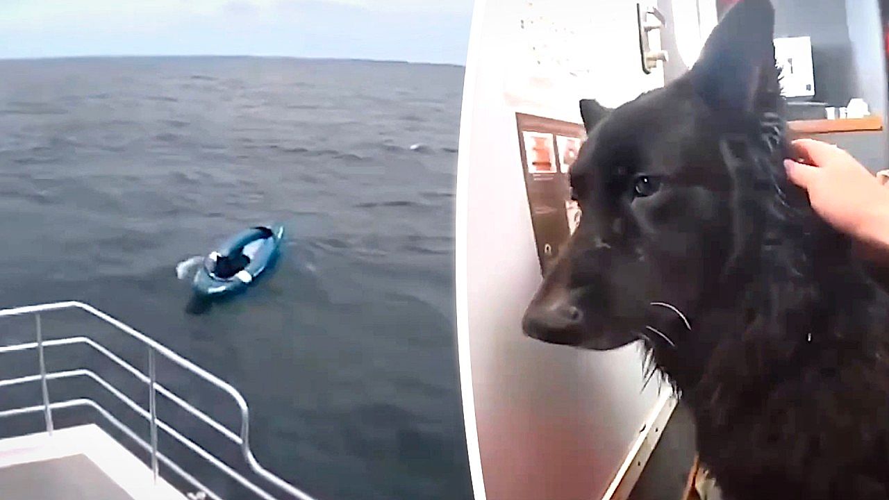 Dog rescued after drifting three miles out to sea alone in a kayak off ...