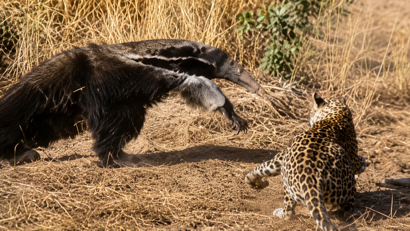This cub just wanted to play - then an anteater attacked it