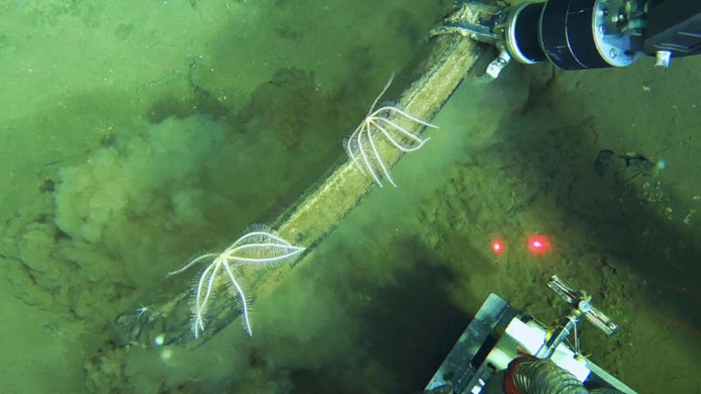 Scientists discover ancient whale graveyard brimming with marine life