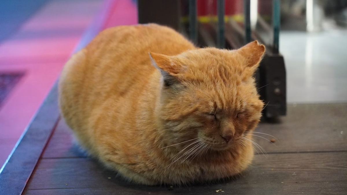 How to tell if your cat has asthma and when to see a vet