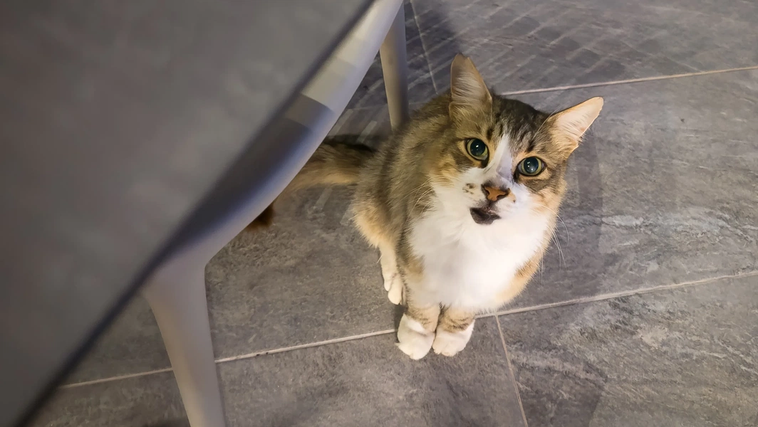 18 curious places cats love to be