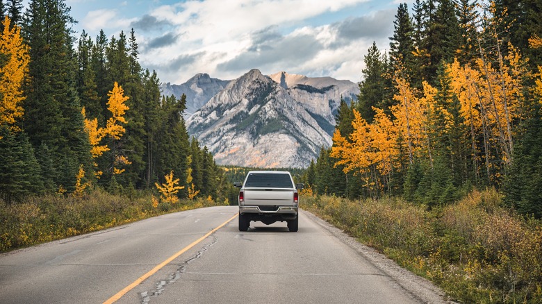 5 creatures to beware of when visiting Banff National Park