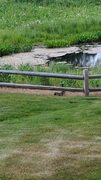 Mother duck leads newly hatched ducklings to pond