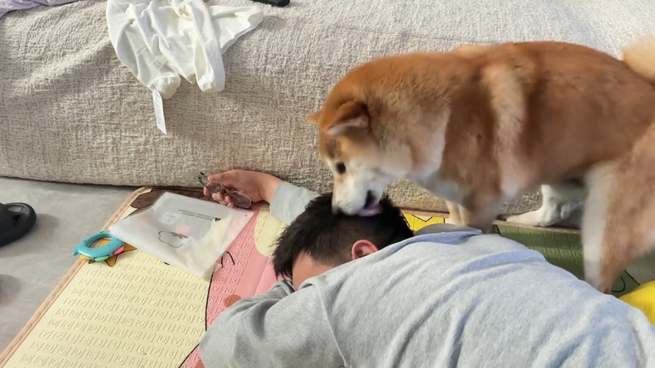 Playful Shiba Inu wakes owner with persistent nudges