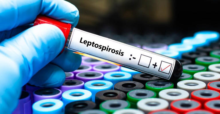 Leptospirosis outbreak in LA dog daycares revealed why veterinarians ...