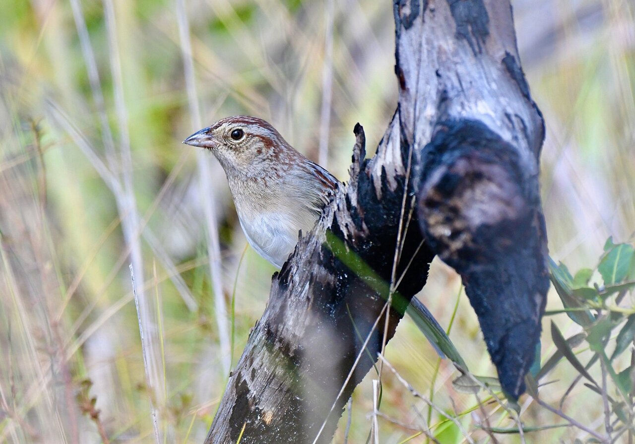 Acoustic environment may explain why some bird songs outlast others