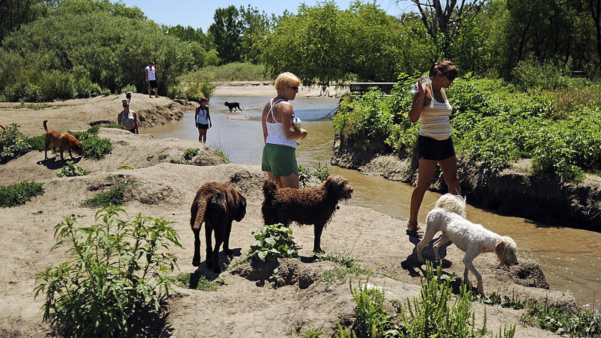 Top US cities to have a dog