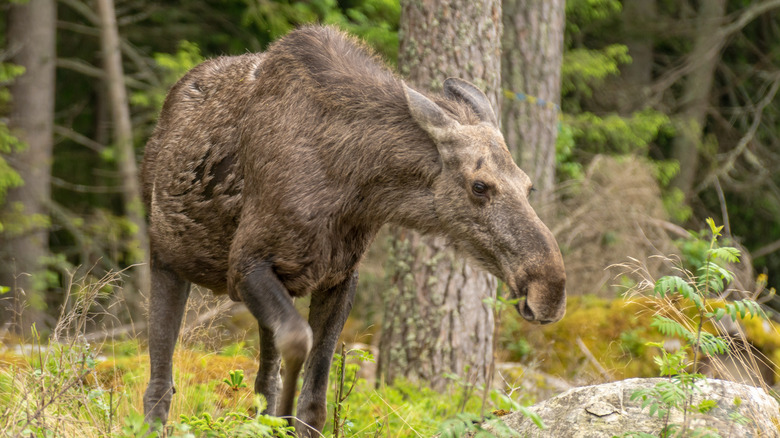 5 creatures to beware of when visiting Banff National Park