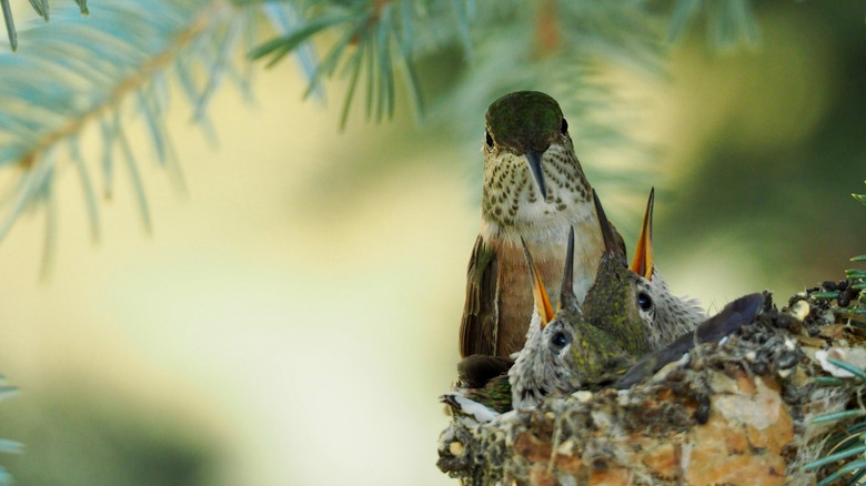 5 signs you might have a hummingbird family living in your backyard