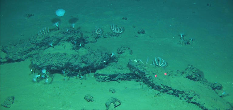 Deep sea robot discovered something huge and truly incredible thousands ...